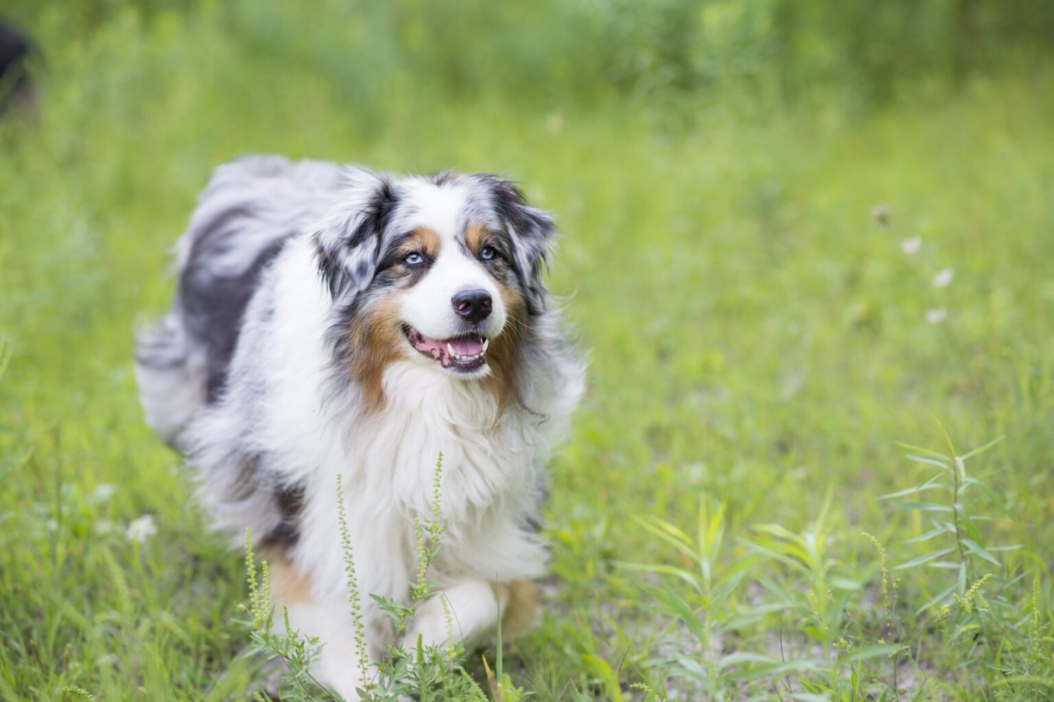 The Academy for Dog Trainers | About Us