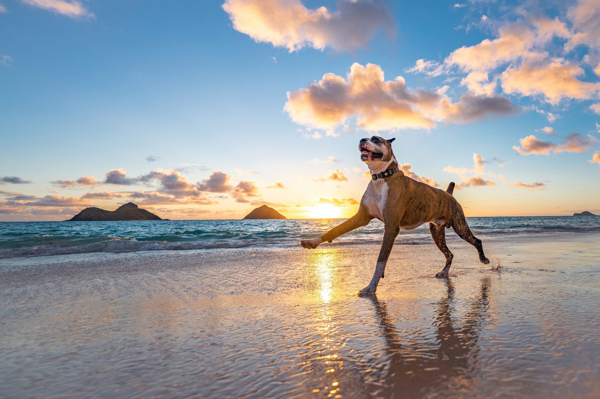 The Academy for Dog Trainers | About Us