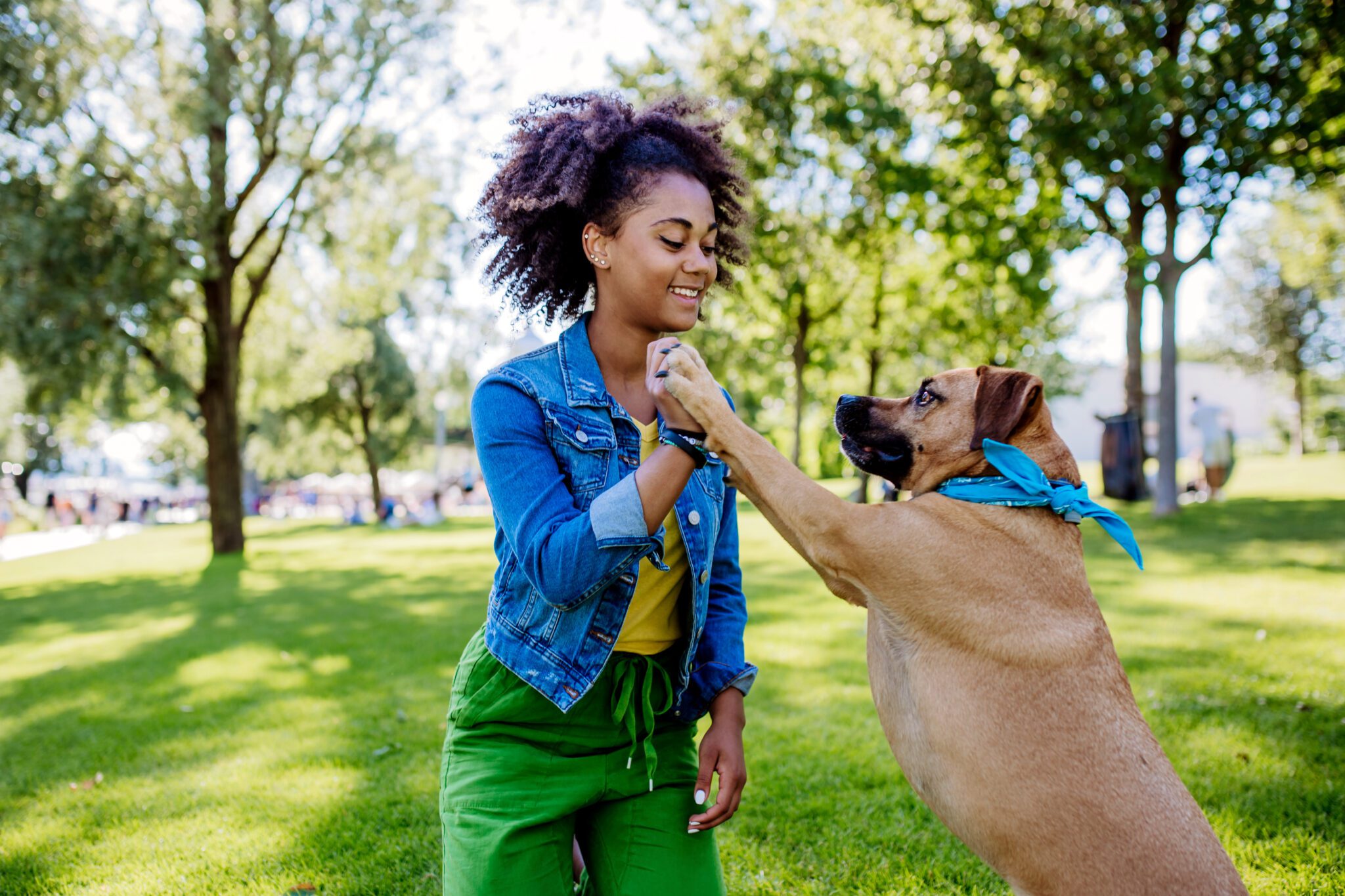 Dog Trainer Courses | The Academy for Dog Trainers